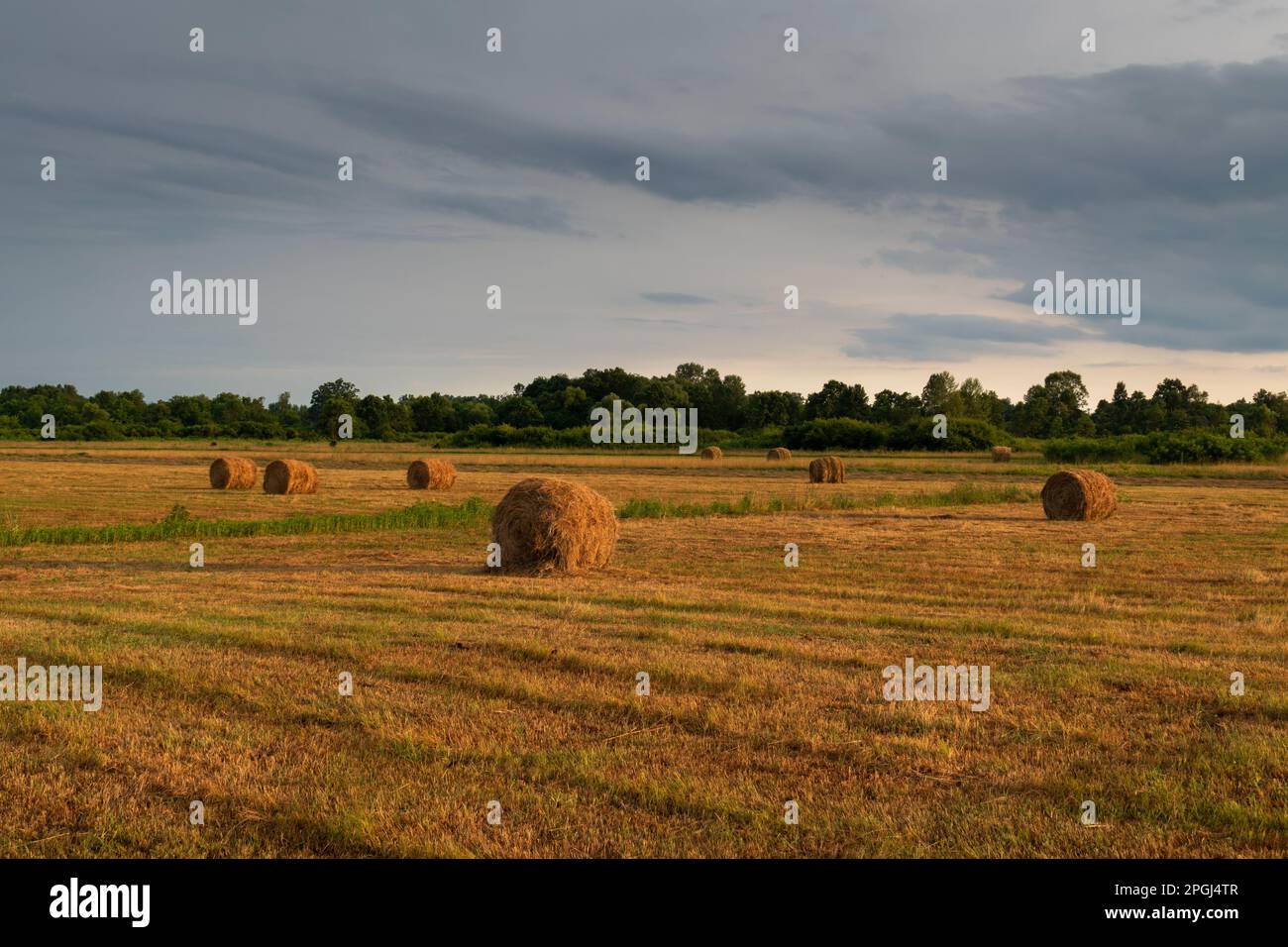 Rolls of hay in field at sunset with golden sunlight, rural landscape ...
