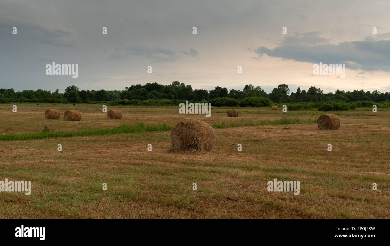 Rolls of hay in field, dried hay in rolls and dark stormy clouds in sky ...