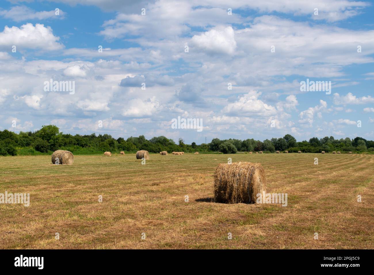Field with rolls of hay, rural landscape with hay bales and fluffy ...