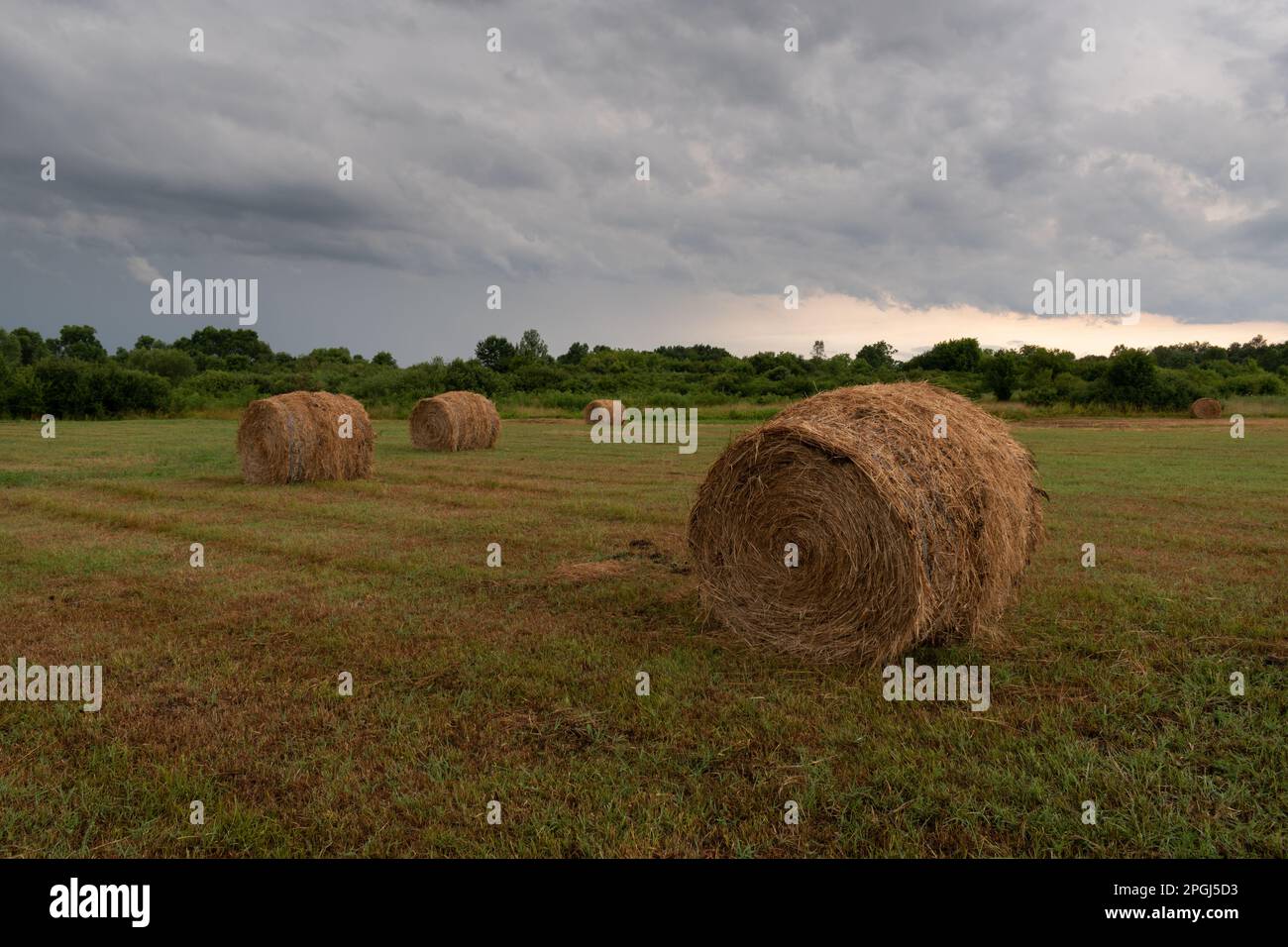 Rolls of hay in field, dried hay in rolls and dark stormy clouds in sky ...