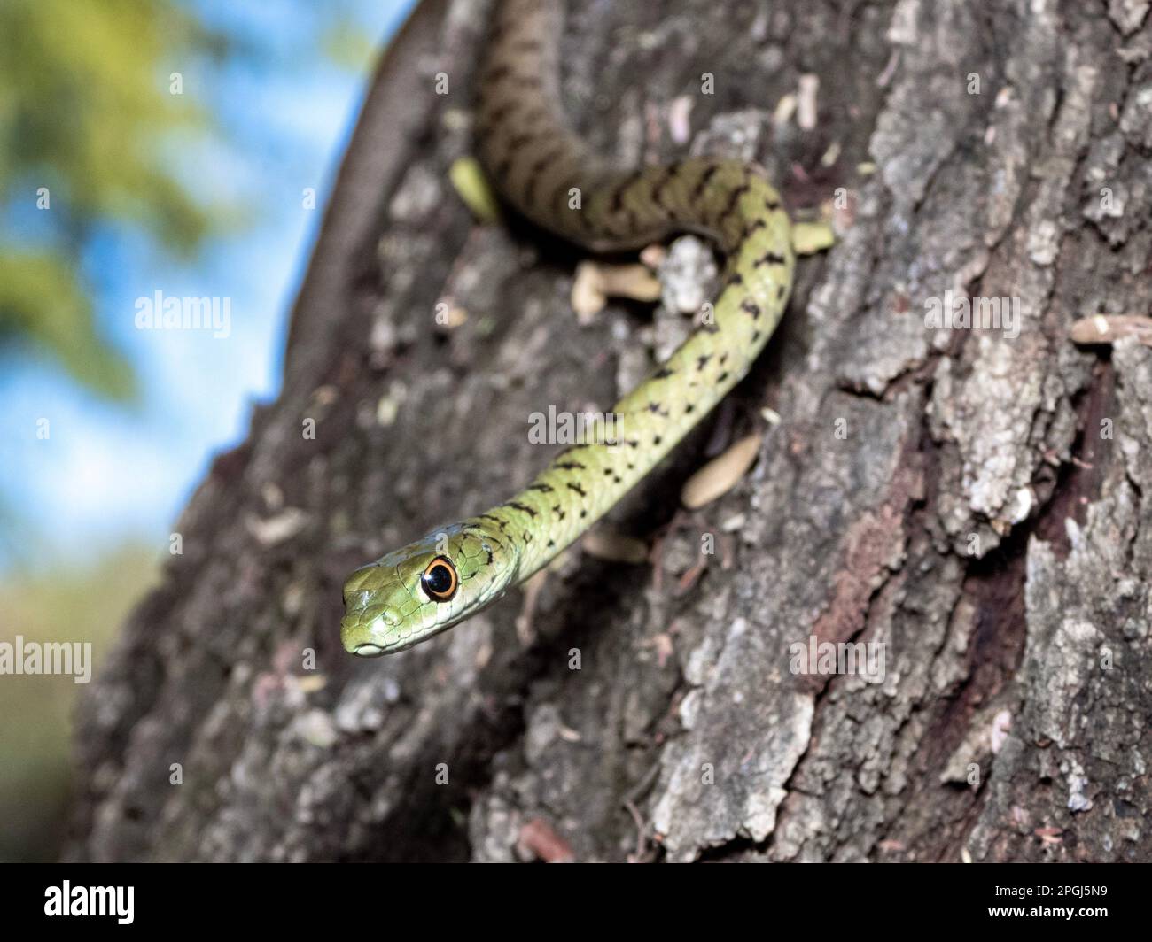 A spotted bush snake (Philothamnus semivariegatus), a harmless snake ...