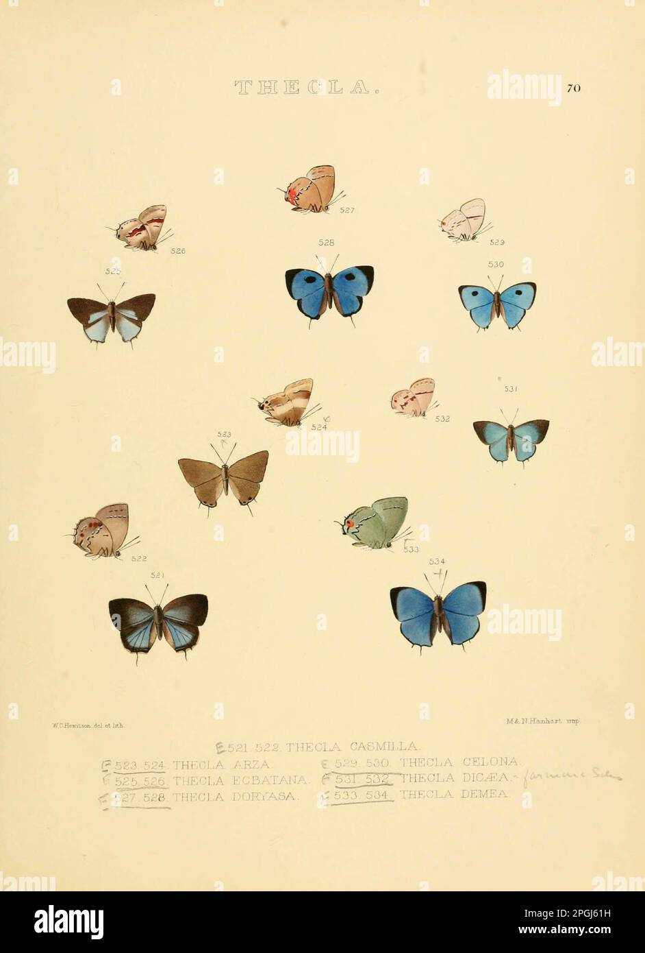 Illustrations of diurnal Lepidoptera 70 Stock Photo - Alamy
