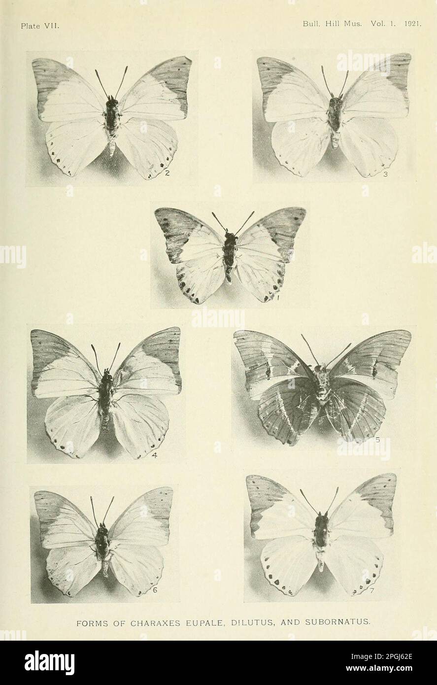 Charaxes dilutus hi-res stock photography and images - Alamy