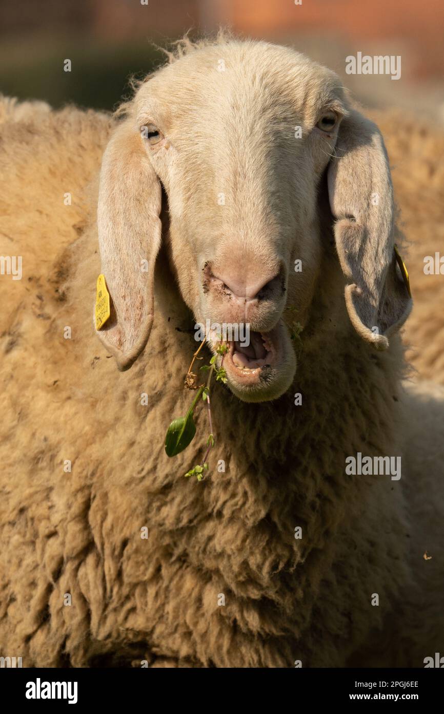 Lana ovina hi-res stock photography and images - Alamy