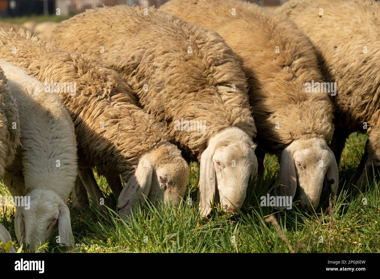 White sheeps hi-res stock photography and images - Alamy