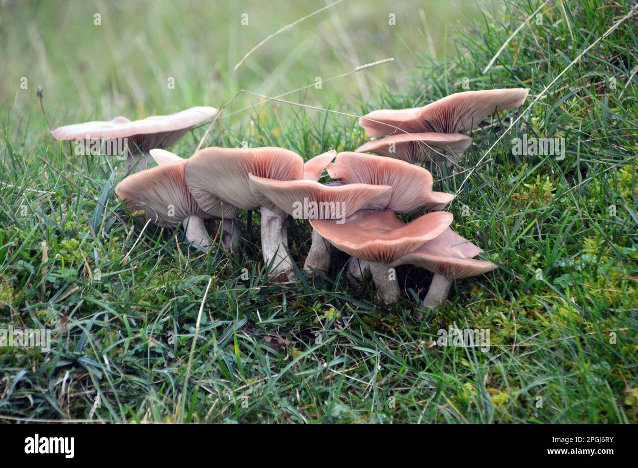 Close up of Large Brown Field Mushrooms near Red Hills Wood below ...