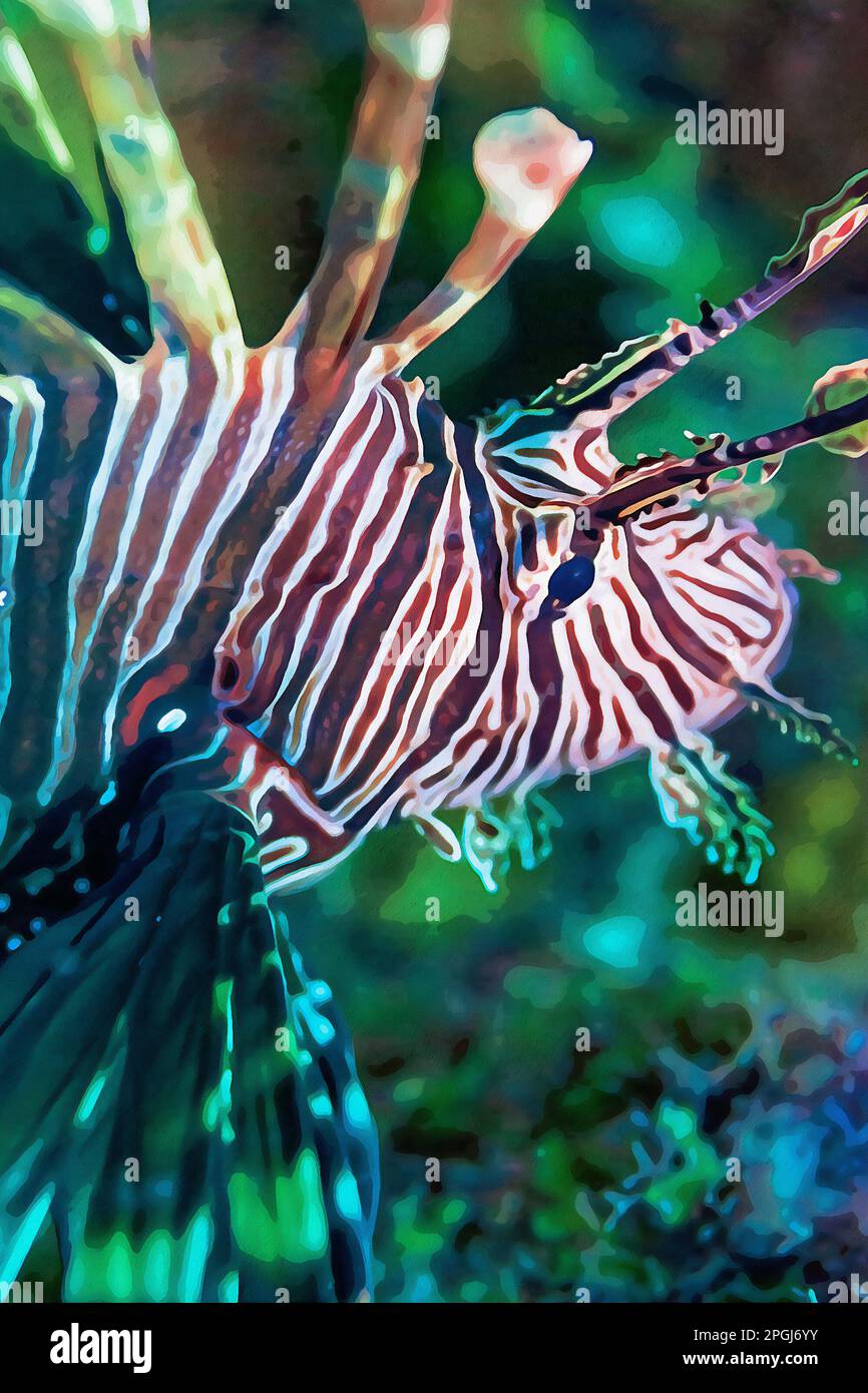 Digitally created watercolor painting of dangerous lionfish hovering ...