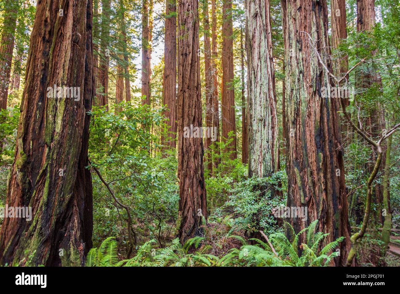 Muir Woods National Monument in California Stock Photo - Alamy
