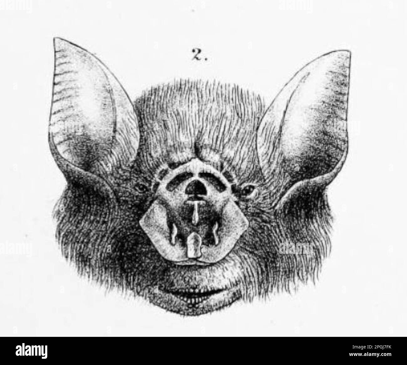 Orange leaf-nosed bat, Rhinonicteris aurantia Stock Photo - Alamy