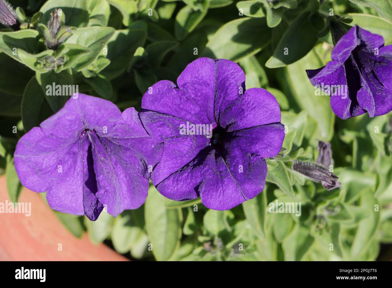 purple petunia flower Stock Photo - Alamy