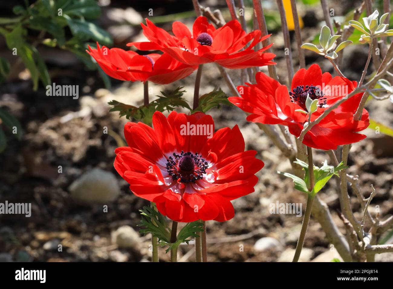Scarlet anemone hi-res stock photography and images - Alamy