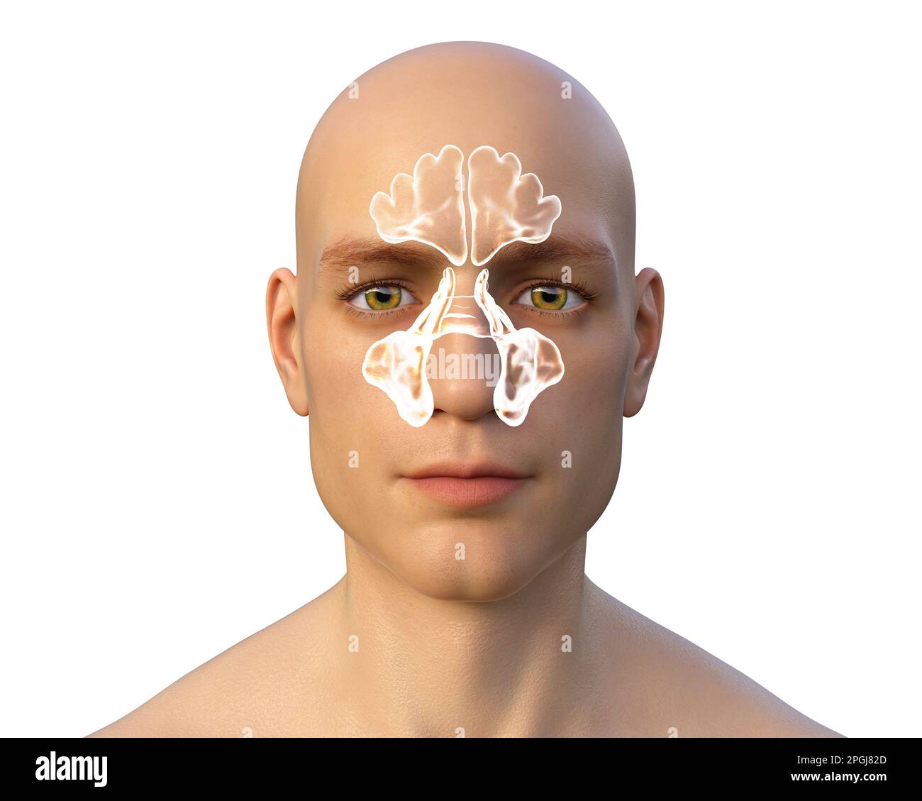 Anatomical eye illustration 3d hi-res stock photography and images - Alamy