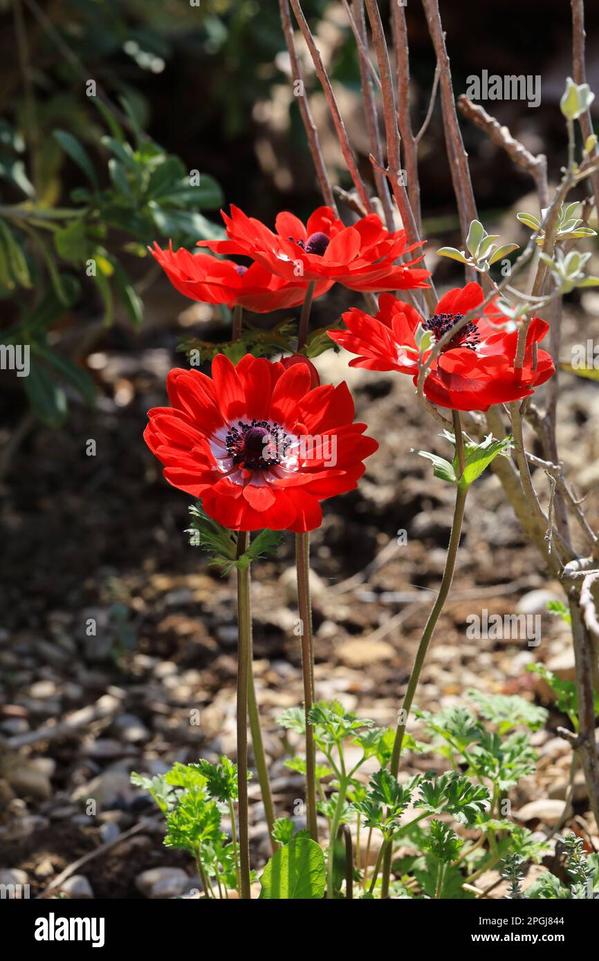 red anemone in flower Stock Photo - Alamy