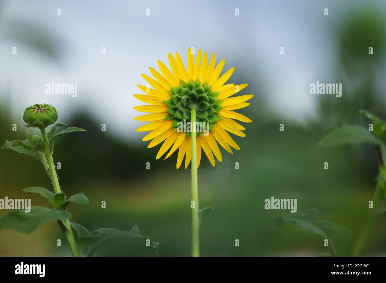 A vibrant yellow sunflower with its large head slightly drooping ...