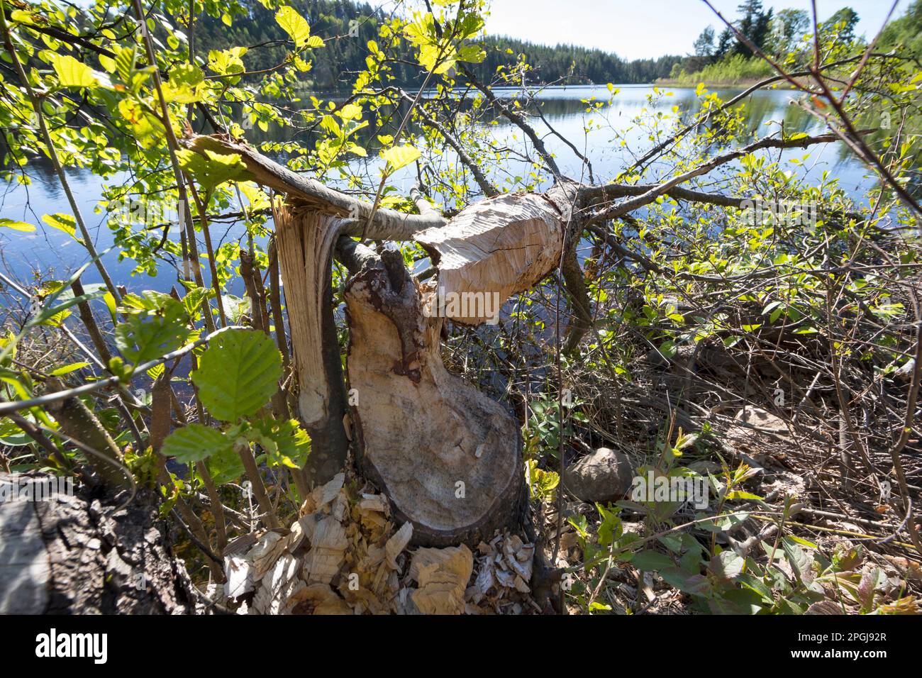 Eurasian beaver, European beaver (Castor fiber), eating marks of a ...