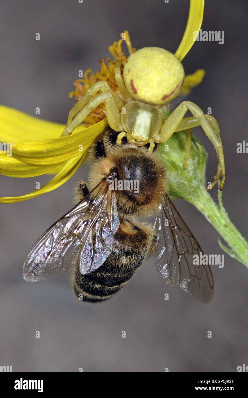 Crab fly hi-res stock photography and images - Alamy
