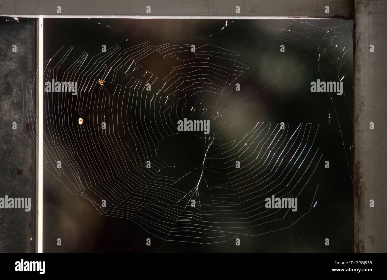 missing sector orb weaver, silver-sided sector spider (Zygiella x ...
