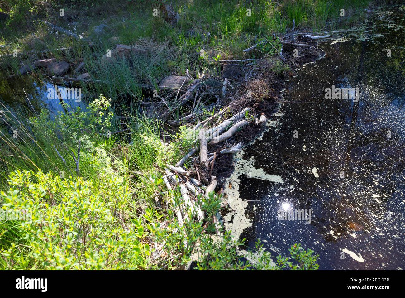 Eurasian beaver, European beaver (Castor fiber), dammed a stream with ...