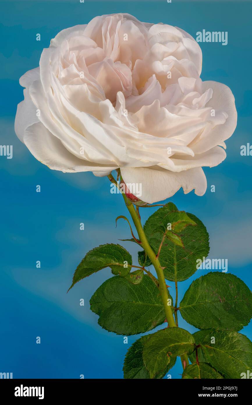 Blue sky and roses hi-res stock photography and images - Alamy