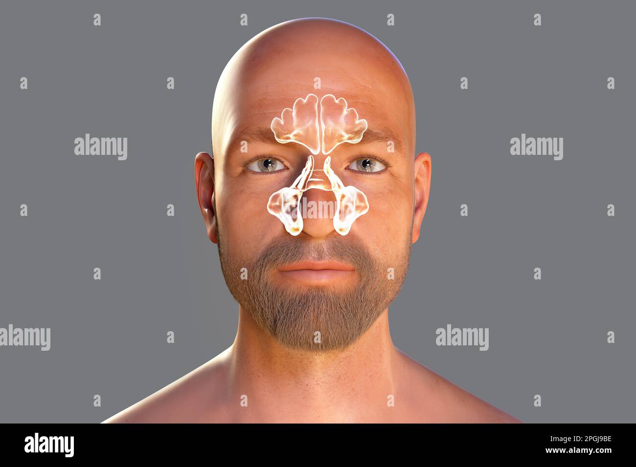 Anatomical eye illustration 3d hi-res stock photography and images - Alamy