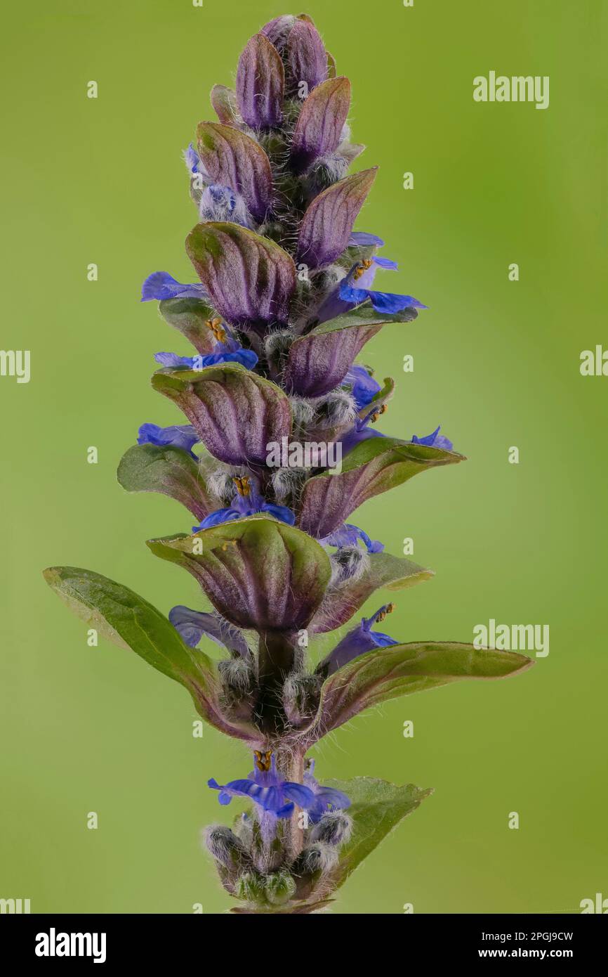 Common bugle, Creeping bugleweed (Ajuga reptans), inflorescence ...