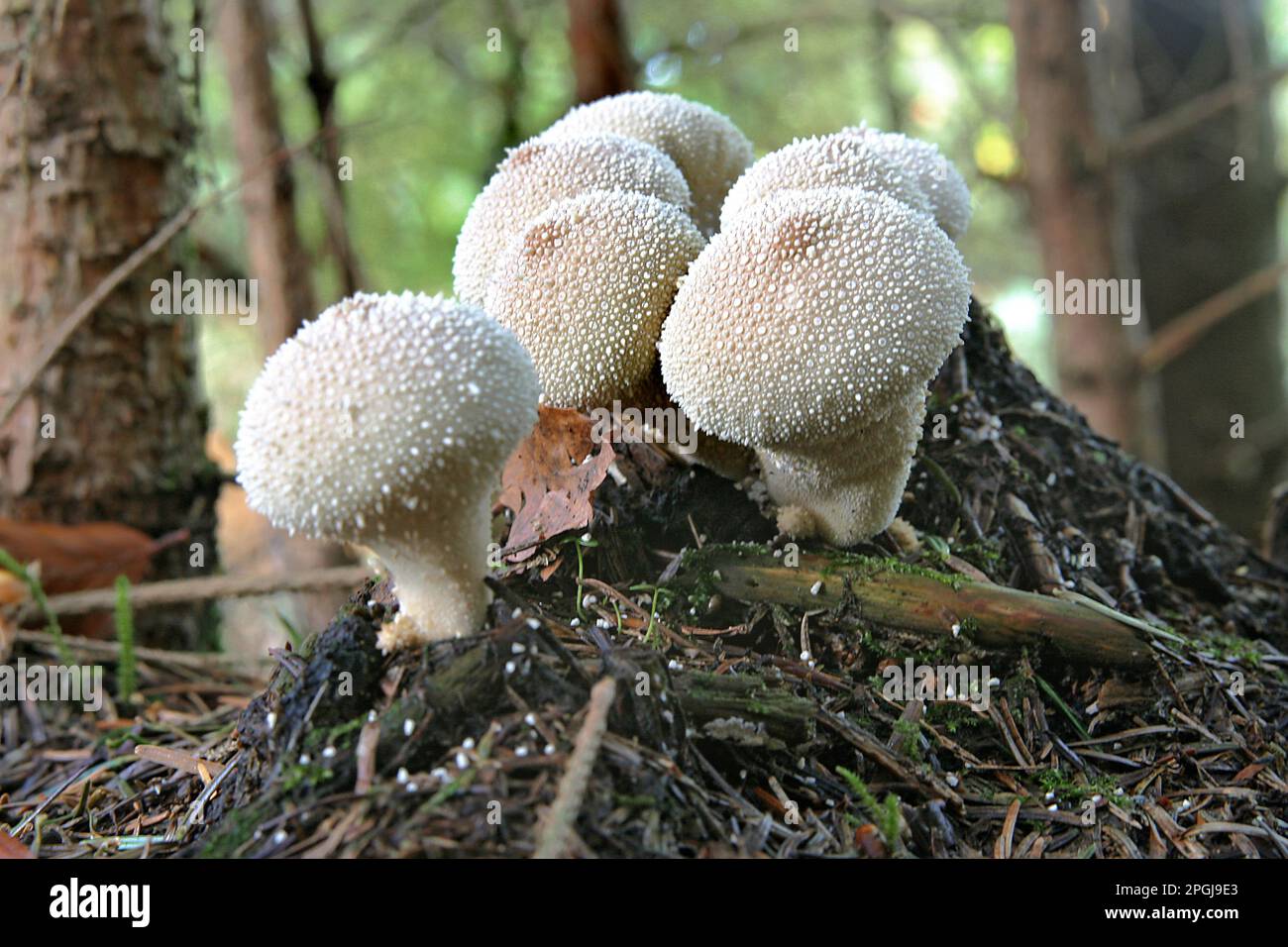 Common puffball, Warted puffball, Gem-studded puffball, Devil's snuff ...