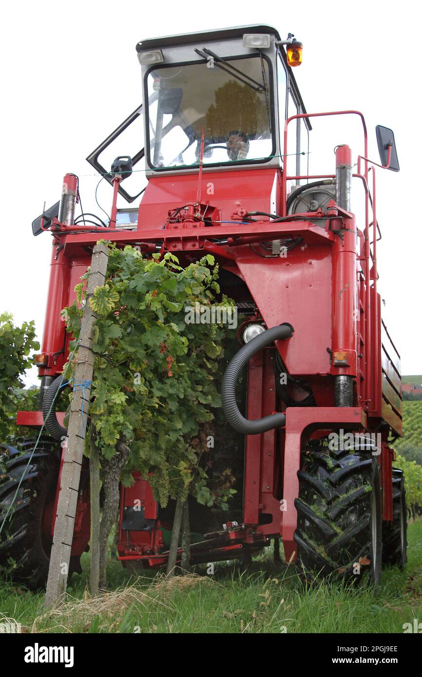 grape harvesting with the grape harvester Stock Photo - Alamy