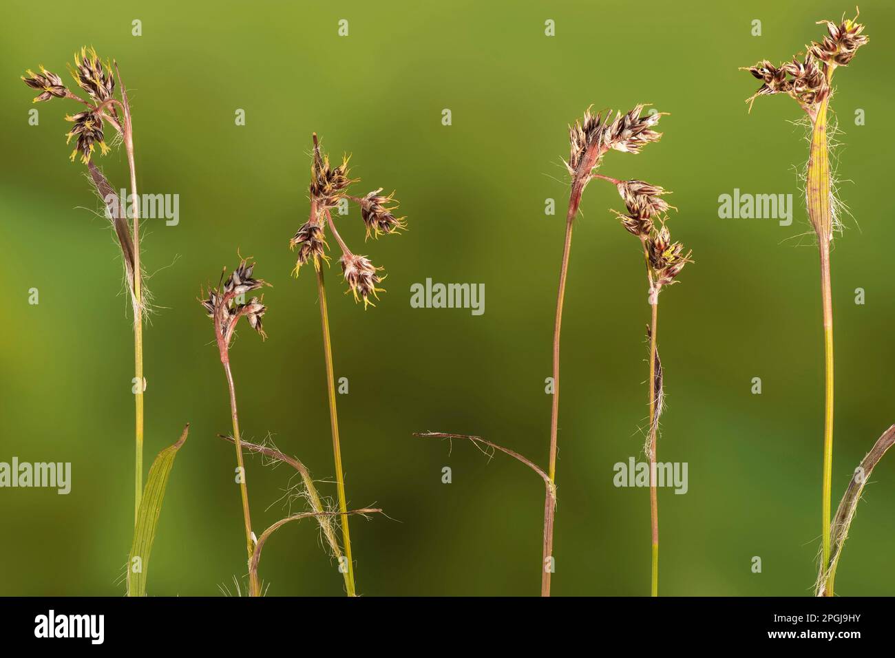 field wood-rush, sweeps brush (Luzula campestris), blooming, Germany ...