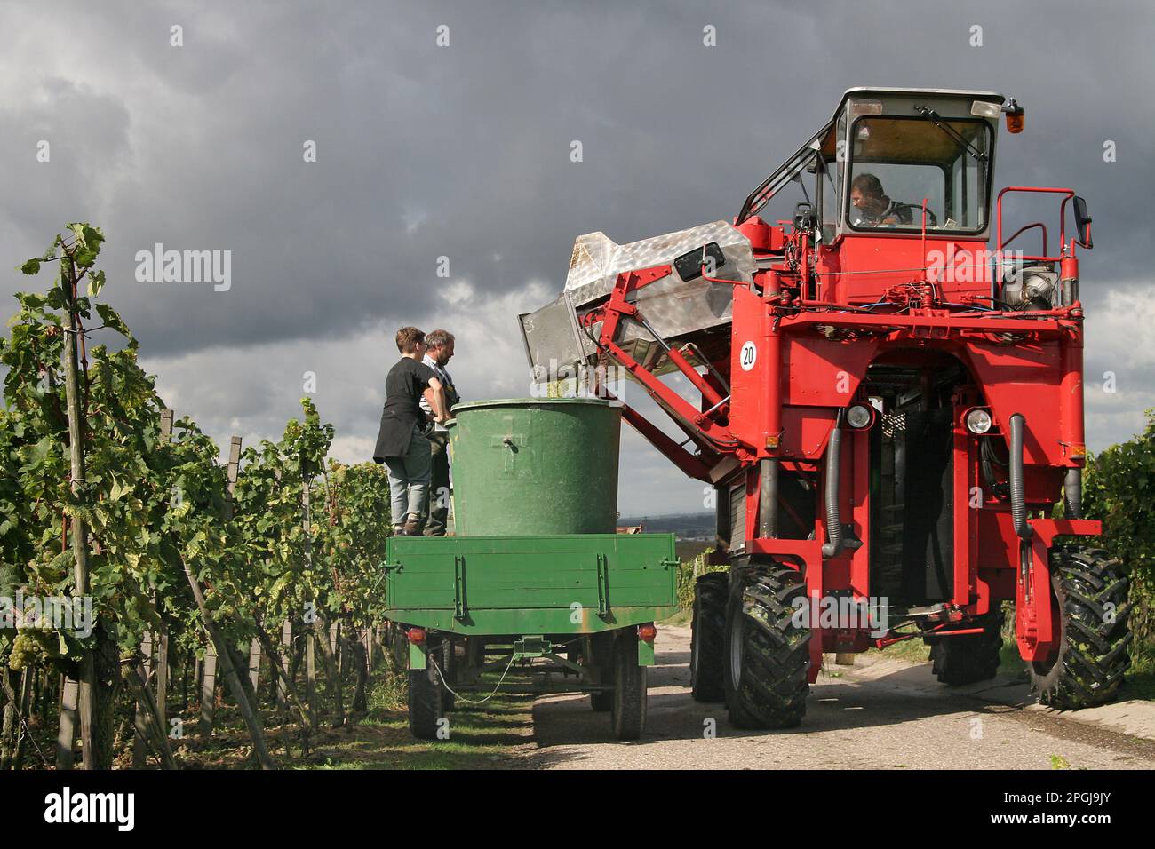 grape harvesting with the grape harvester and truck with trailer Stock ...