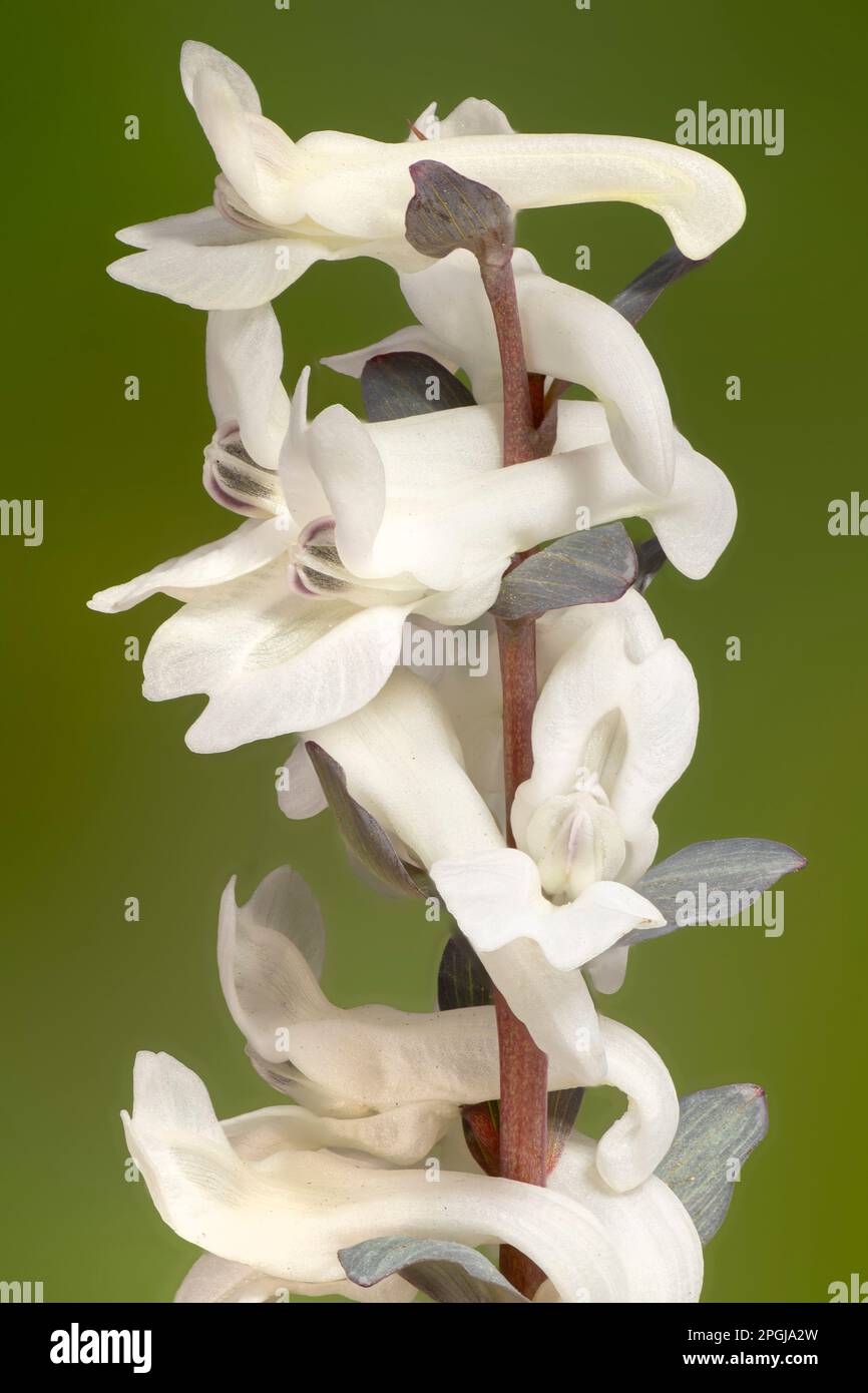 bulbous corydalis, fumewort (Corydalis cava, Corydalis bulbosa), with ...