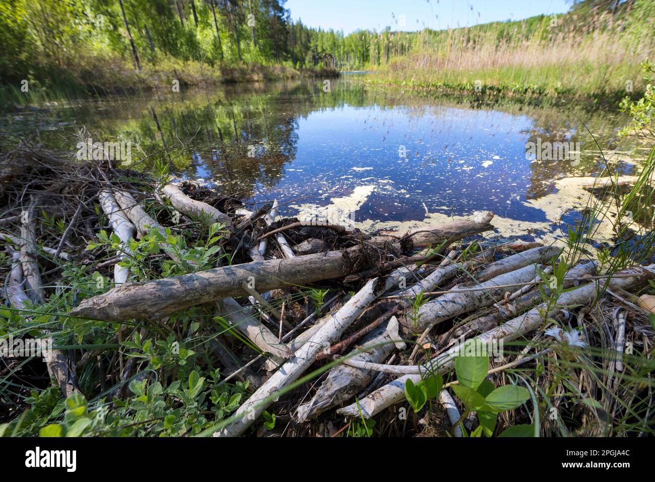 Eurasian beaver, European beaver (Castor fiber), dammed a stream with ...