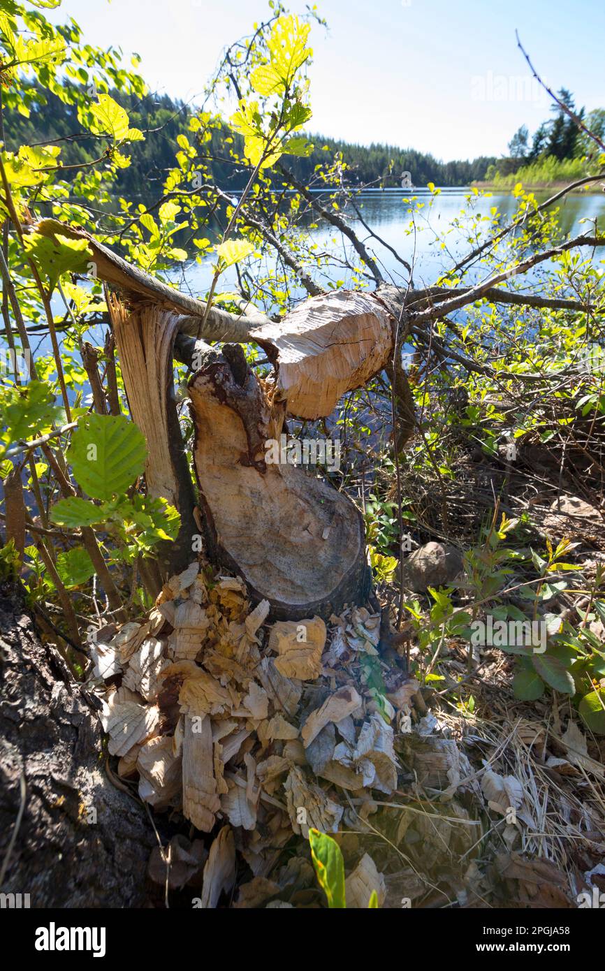 Beaver eating tree hi-res stock photography and images - Alamy