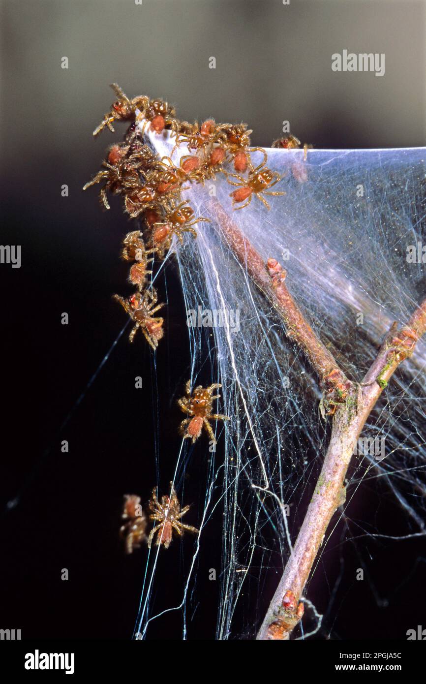 mygalomorph spider (Atypus piceus), juveniles in web, Germany Stock ...
