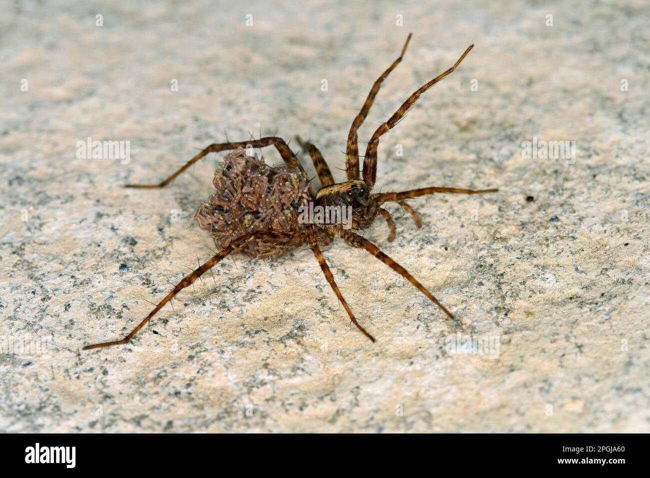 wolf spider, ground spider (Pardosa lugubris), female carrying ...