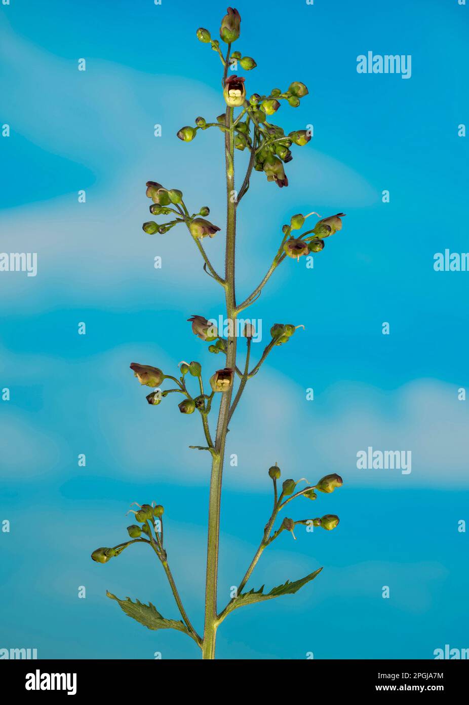 common figwort, knotted figwort (Scrophularia nodosa), inflorescence ...