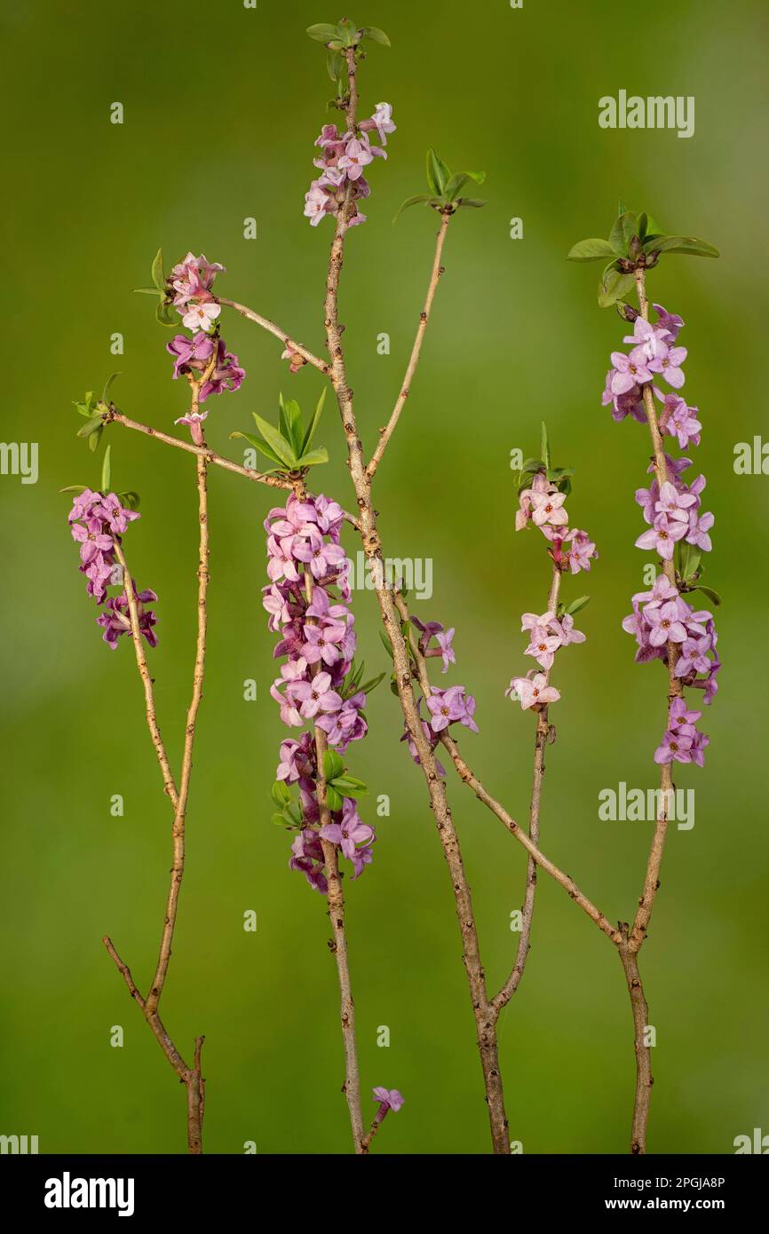 mezereon, February daphne (Daphne mezereum), blooming, Germany, Bavaria ...