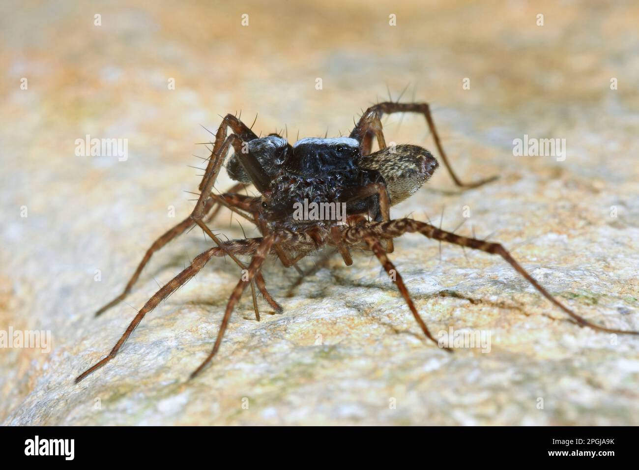 wolf spider, ground spider (Pardosa lugubris), female and male, Germany ...