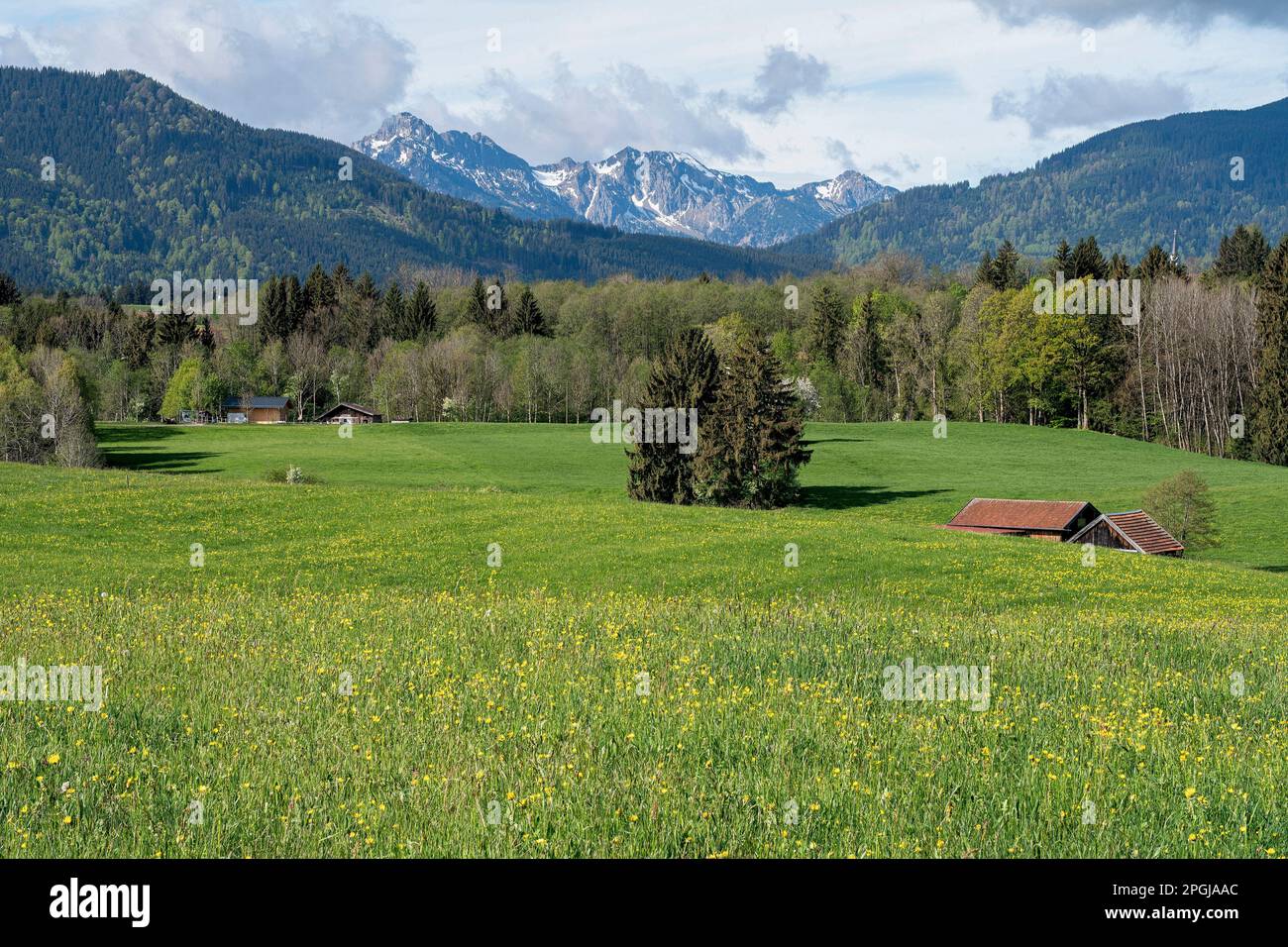 Nature biotope with meadow and ammergau alps hi-res stock photography ...
