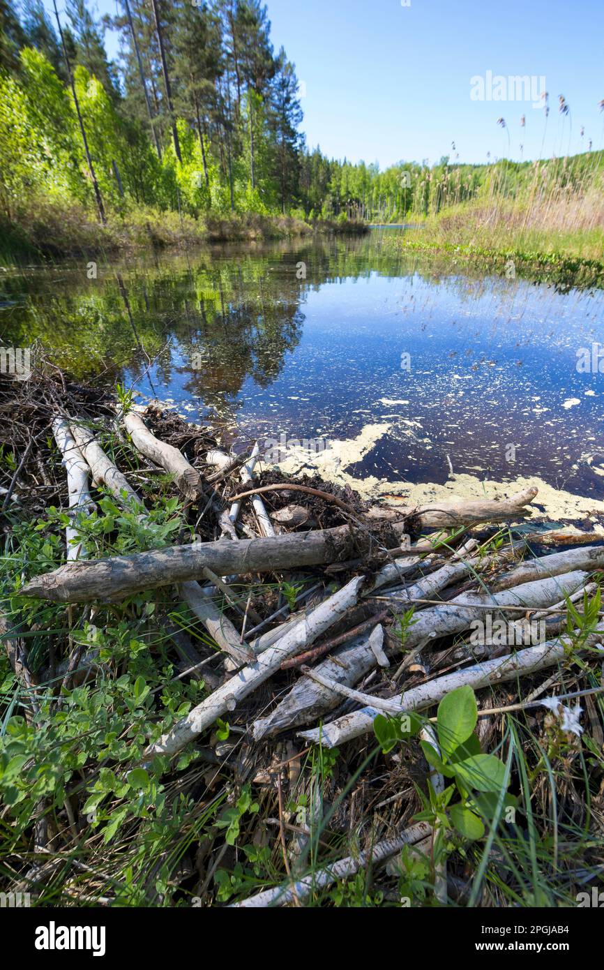 Eurasian beaver, European beaver (Castor fiber), dammed a stream with ...