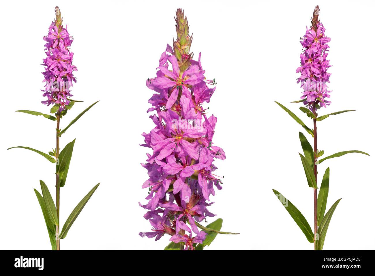 purple loosestrife, spiked loosestrife (Lythrum salicaria ...