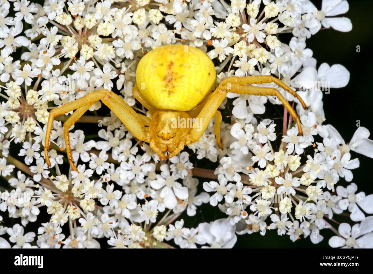 goldenrod crab spider (Misumena vatia), female lurking on flowers ...
