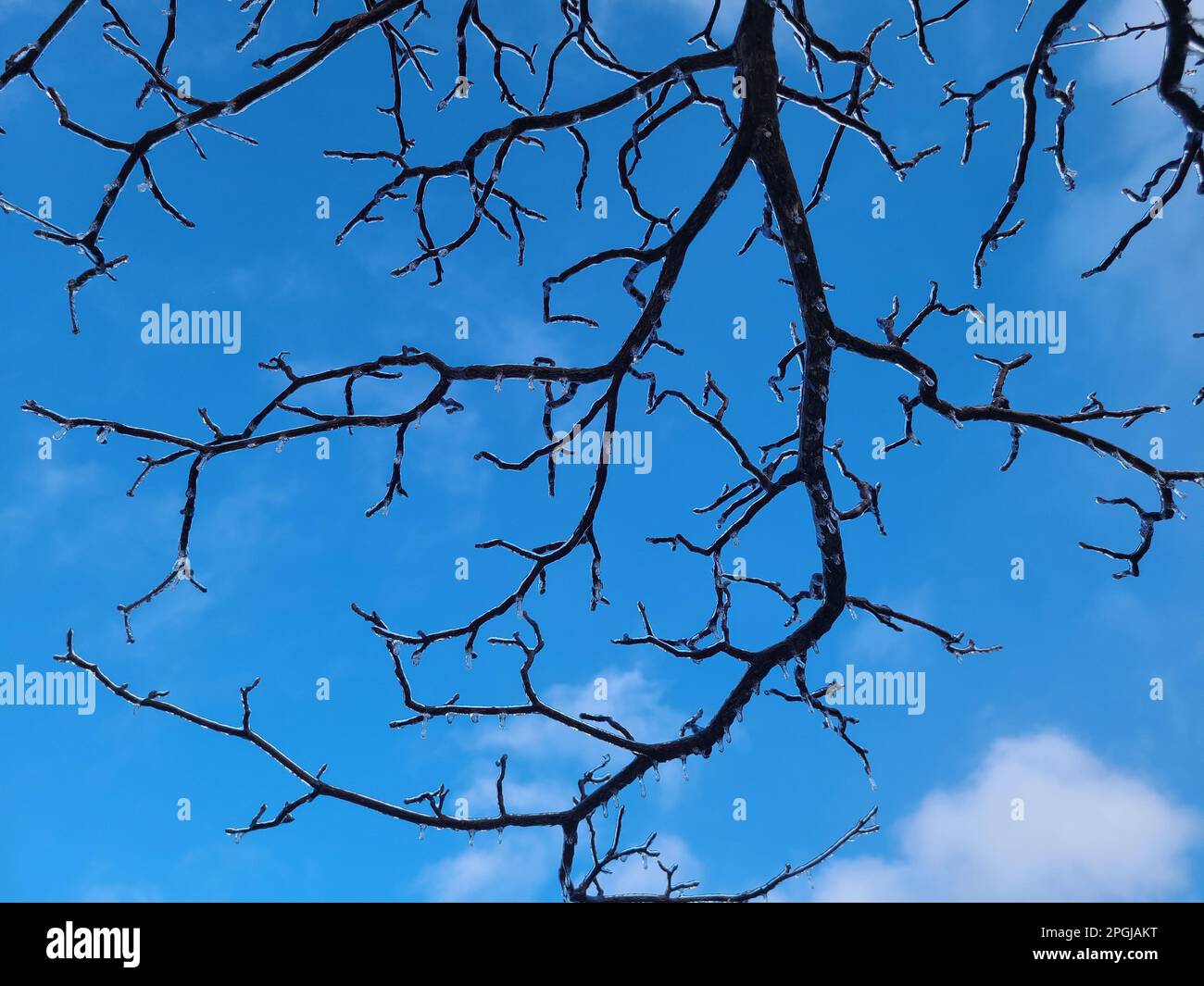 A barren deciduous tree with icy branches silhouetted against a vibrant ...