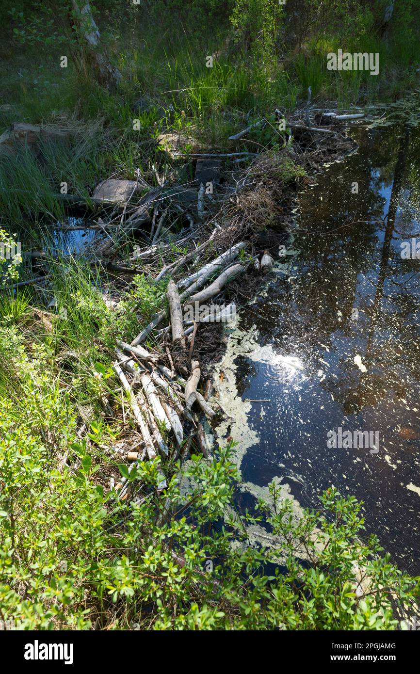 Eurasian beaver, European beaver (Castor fiber), dammed a stream with ...