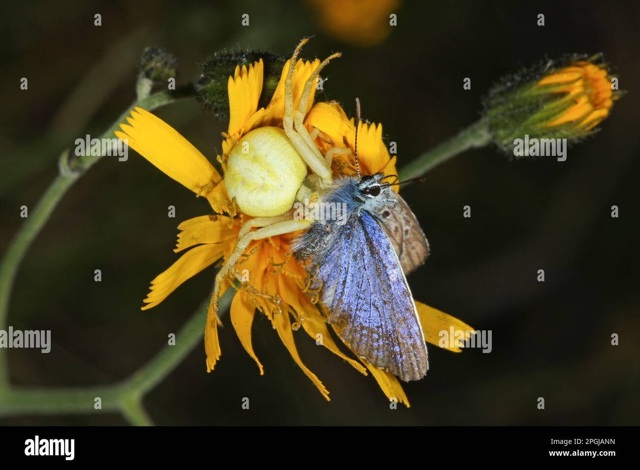 goldenrod crab spider (Misumena vatia), female with caught butterfly ...