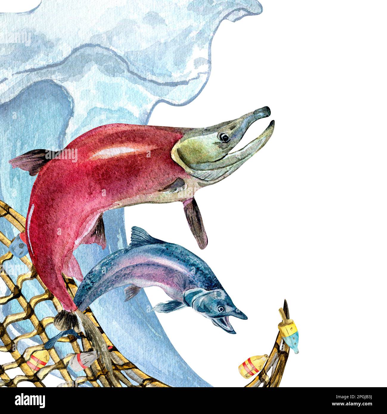Composition of salmon, coho and fishnet watercolor illustration ...