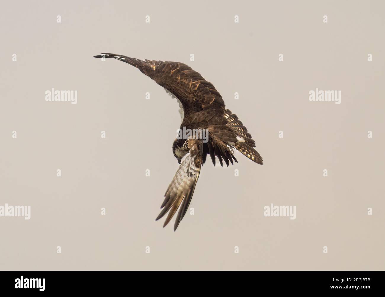 A majestic hawk soaring through the air, its wings spread out against a ...