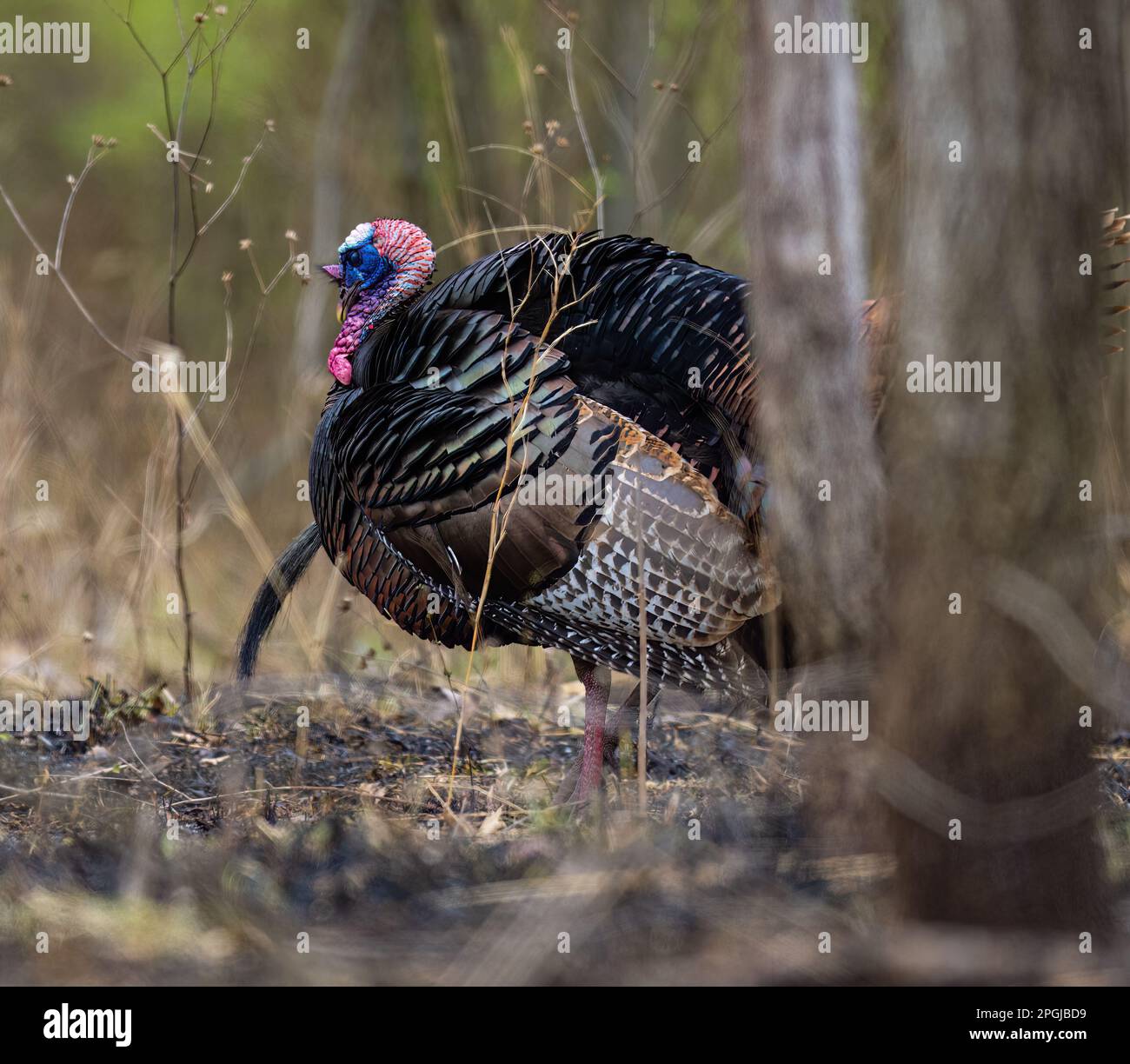 A wild turkey strolling through a beautiful and peaceful forest ...