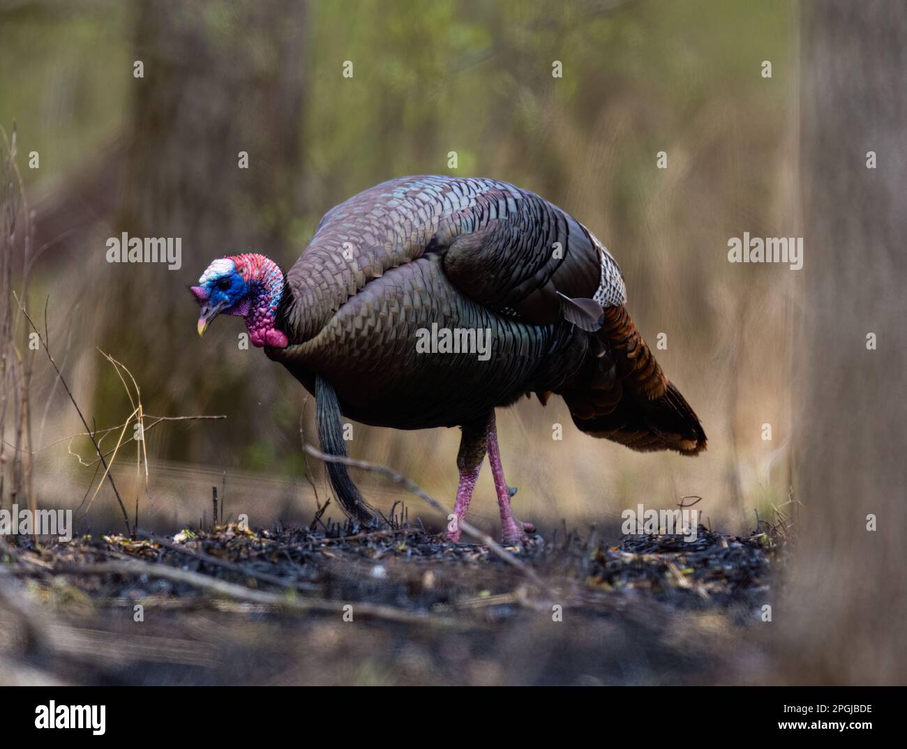 A wild turkey strolling through a beautiful and peaceful forest ...