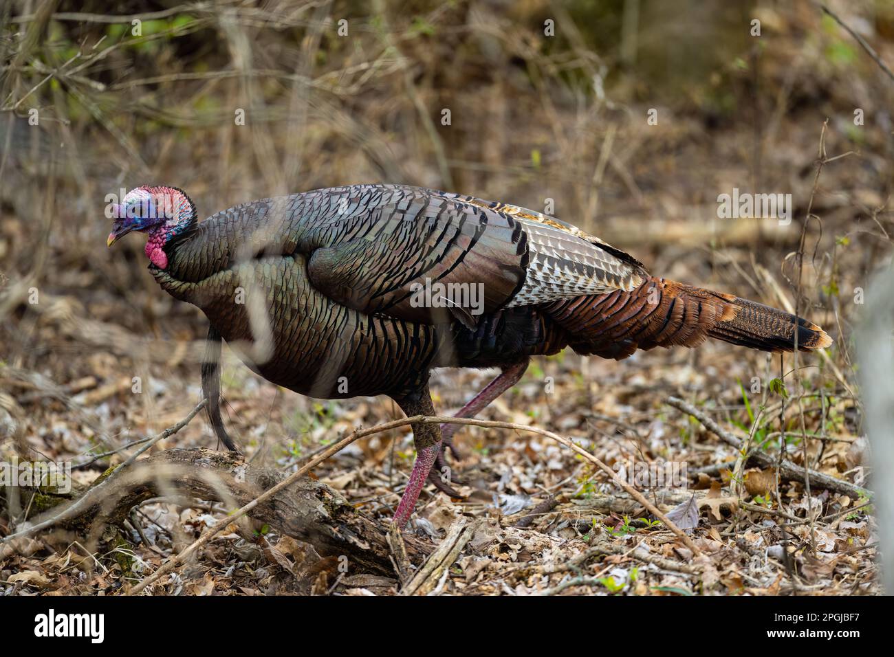 A wild turkey strolling through a beautiful and peaceful forest ...