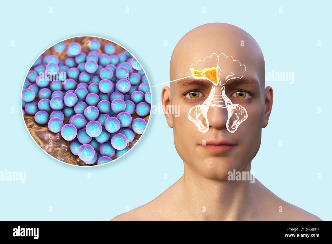 Paranasal cavities hi-res stock photography and images - Alamy